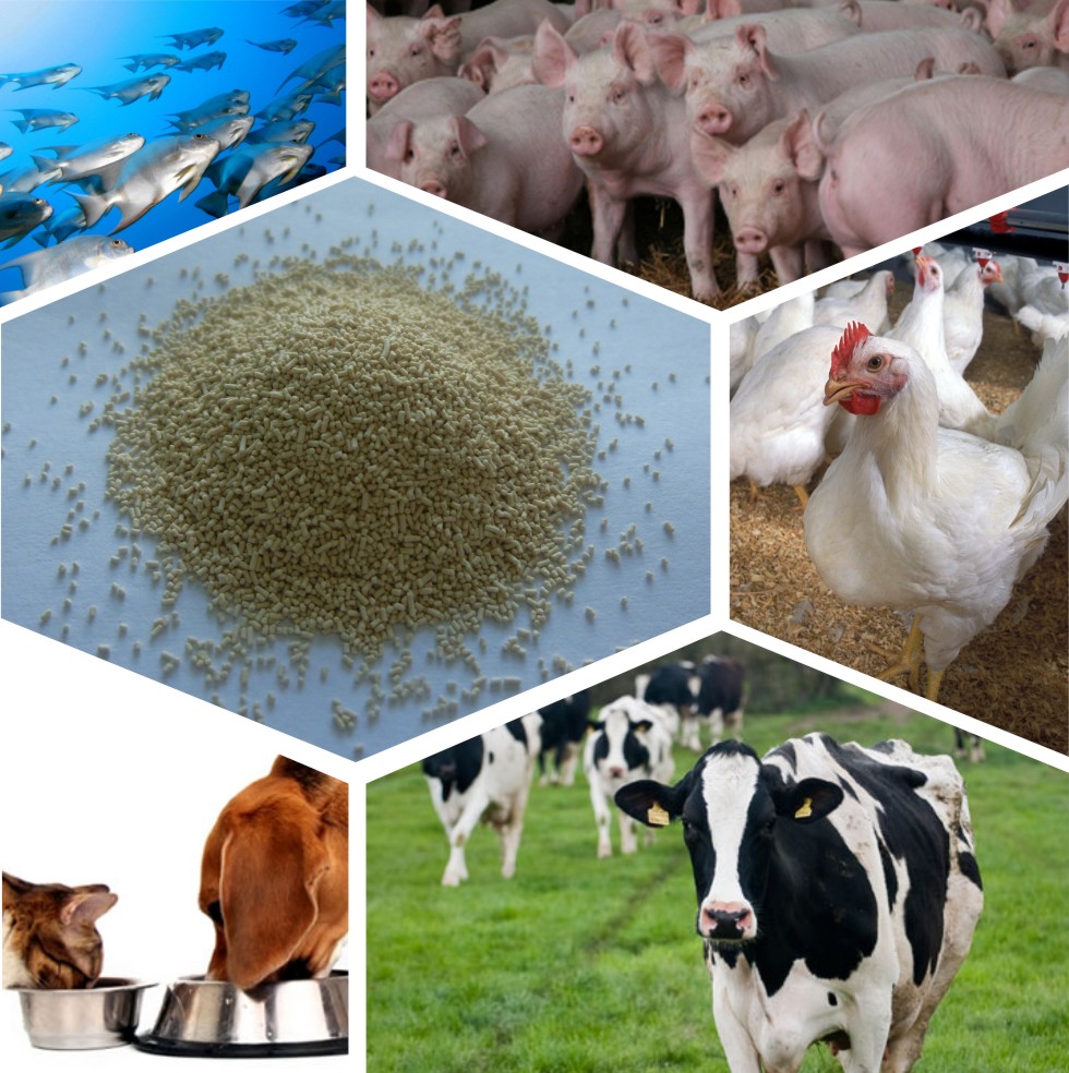 Fubon Feed Yeasts And Solutions For Animal Nutrition Angel Yeast Fubon Feed Yeasts And Solutions For Animal Nutrition Angel Yeast