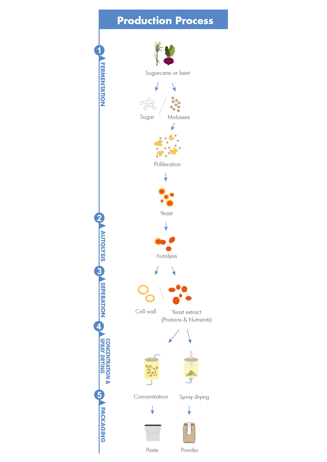 Production Process of YE - ABOUT US - Angel Yeast